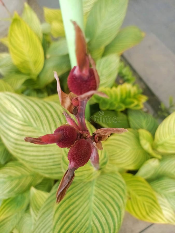 Close Up this Beautiful Plant with Amazing Leaves Stock Photo - Image ...