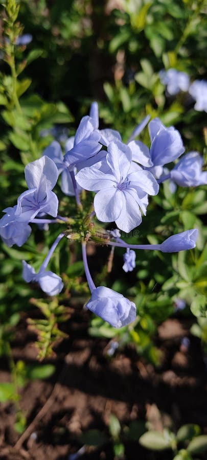 Close Up of Beautiful Purple Flower Stock Photo - Image of caryopteris ...