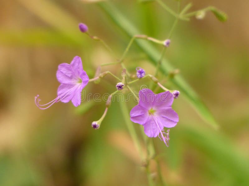 Beautiful Purple Flowers in the Forest Stock Image - Image of close ...