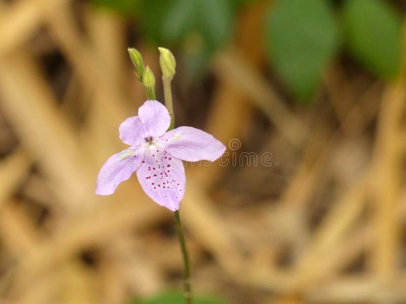 Beautiful Purple Flowers in the Forest Stock Image - Image of closeup ...