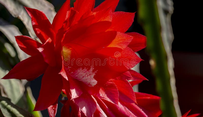 Beautiful Red Cactus Flower in Full Bloom Stock Photo - Image of light ...