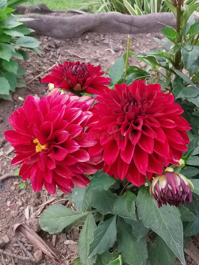 Beautiful Red Dahlia Coccinea Flower Stock Photo - Image of deep ...