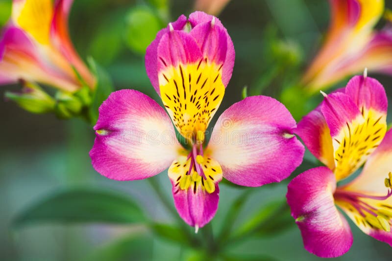 Close Up of Beautiful Red Flower Alstroemeria Stock Image - Image of ...