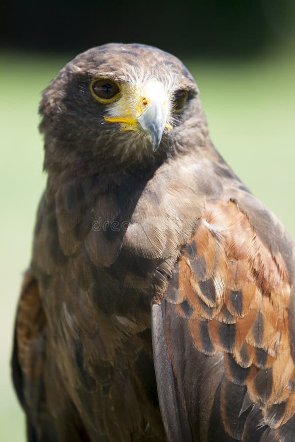 Close Up of a Beautiful Red Hawk Stock Photo - Image of hawk, white ...