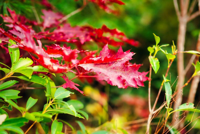 Beautiful Red Leaves in the Forest in the Fall. Stock Photo - Image of ...