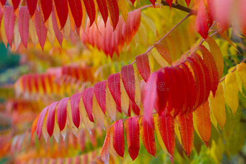 Rhus Typhina is Sumach Tree with Velvet Candle-shaped Flowers ...