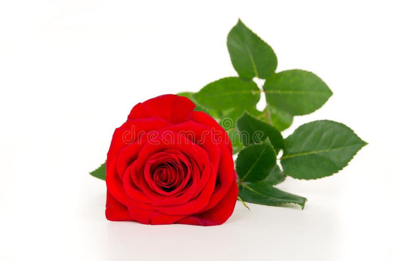 Close-up Beautiful Red Rose Lying Stock Image - Image of flower ...