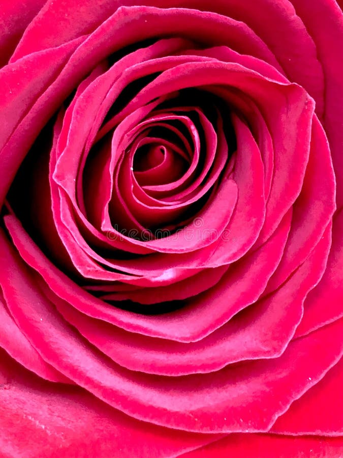 Full Frame Close Up of a Red Rose Stock Image - Image of close, color ...