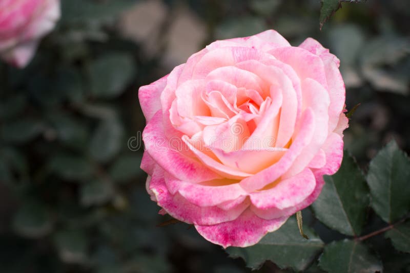 Close Up Beautiful Rose Flower Stock Photo - Image of forest, freeze ...