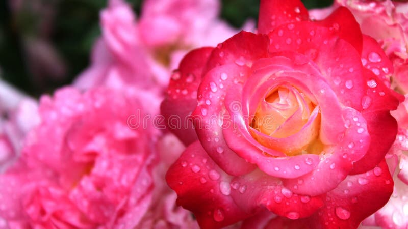 Close-up Beautiful Rose with Water Drops Stock Image - Image of bloom ...