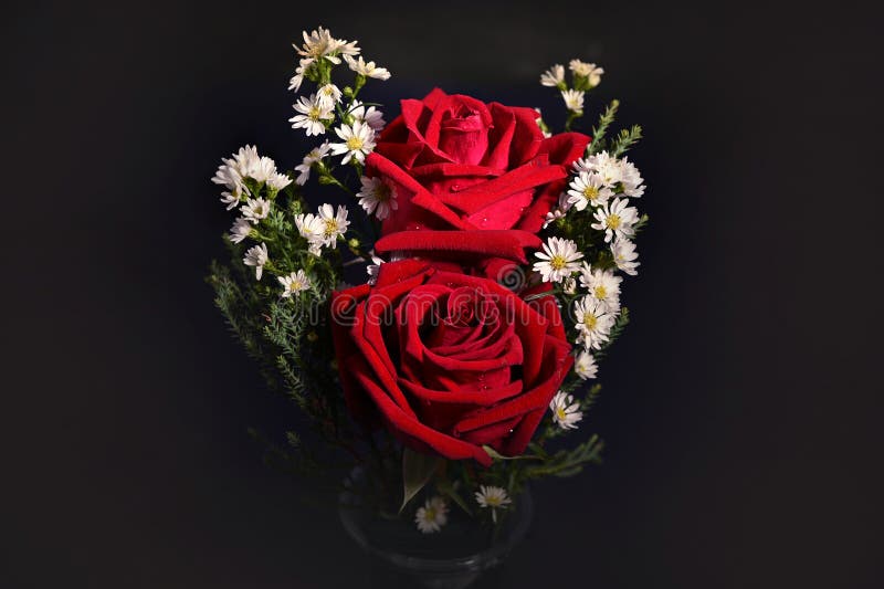 Beautiful Roses on Dark Background Stock Photo - Image of dark, gift ...