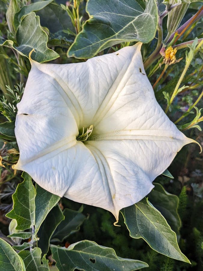 Close Up of Beautiful Sacred Datura Flower Stock Photo - Image of ...