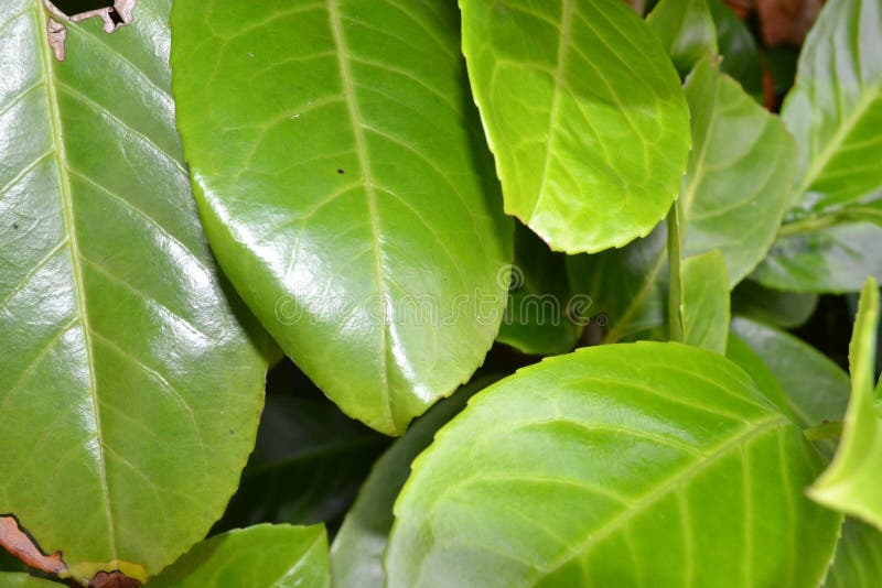 Close-up of Beautiful Shiny Leaves Stock Photo - Image of flower ...