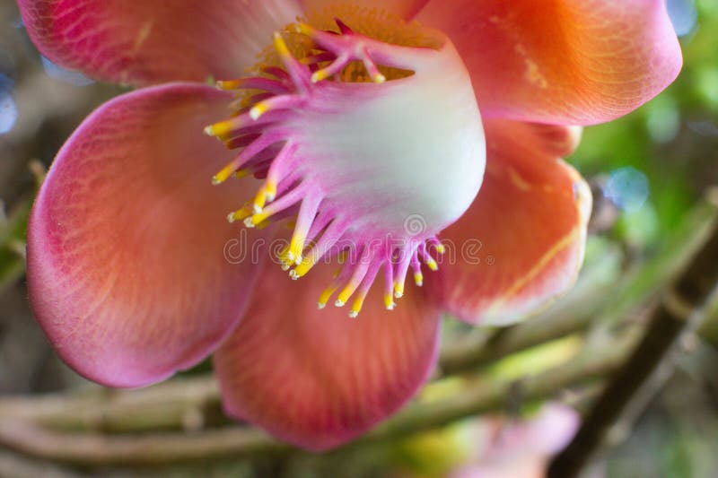 Close-up of a Beautiful Shorea Robusta Flower in the Garden Stock Photo ...