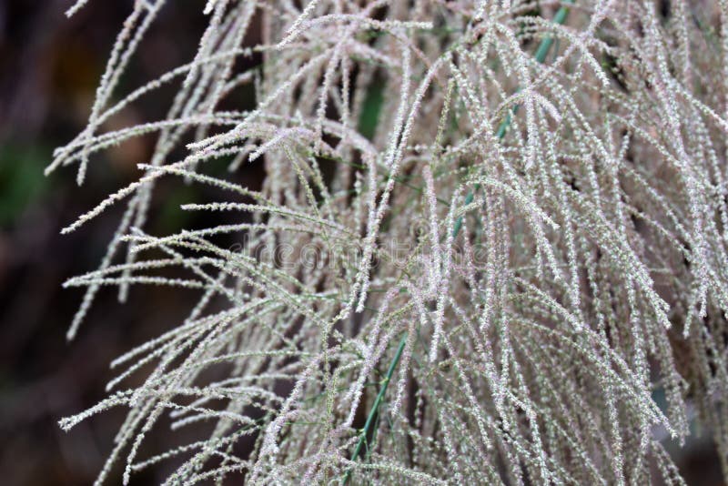 Close Up Beautiful Silver Grass Stock Image - Image of white, earth ...