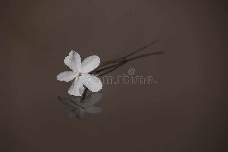 Closeup Beautiful Small Delicate Single Jasmine Flower for Background ...