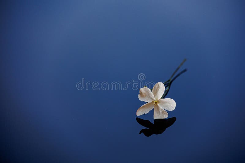 Closeup Beautiful Small Delicate Single Jasmine Flower for Background ...