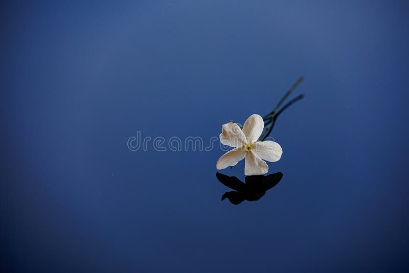 Closeup Beautiful Small Delicate Single Jasmine Flower for Background ...