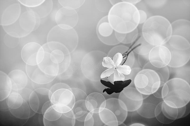 Closeup Beautiful Small Delicate Single Jasmine Flower for Background ...