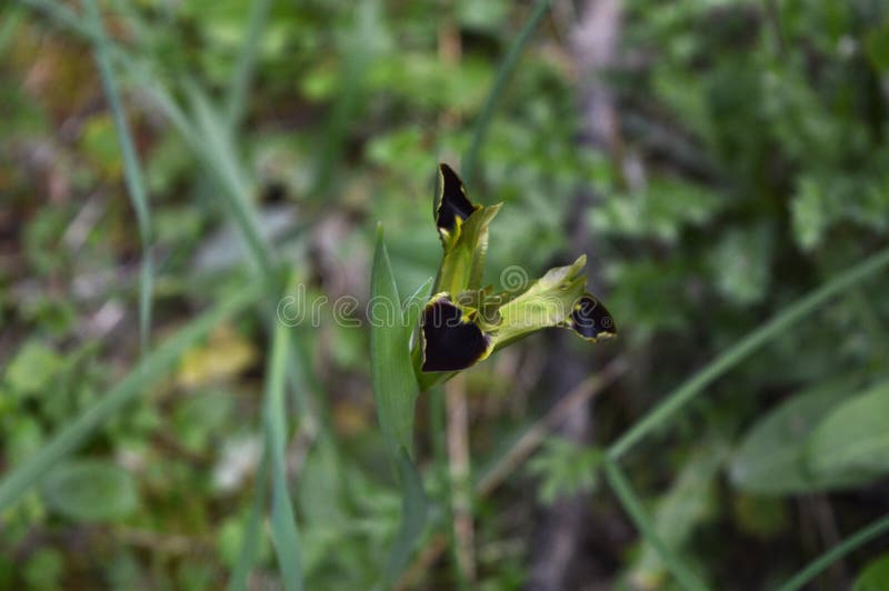 Snake's Head Iris Stock Photos - Free & Royalty-Free Stock Photos from ...
