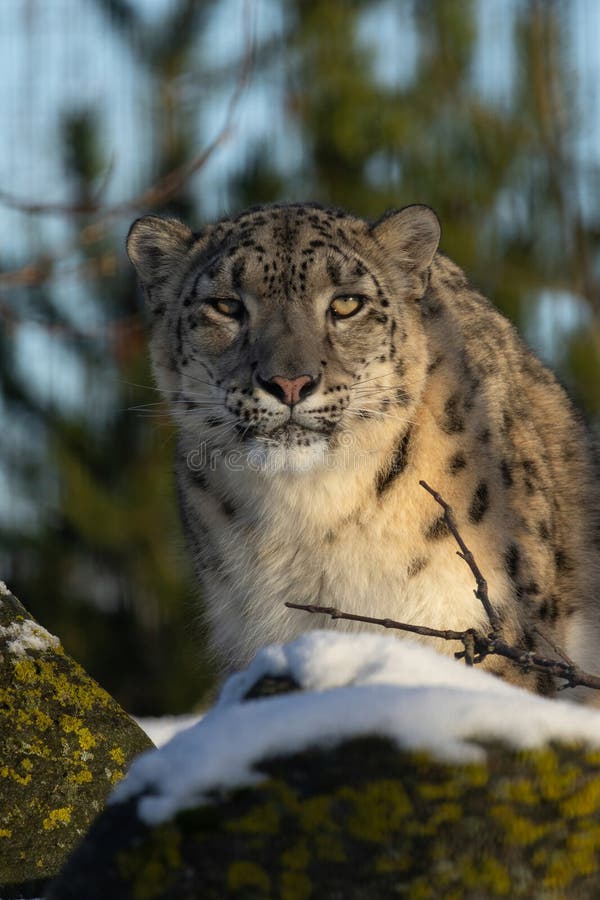 Close Up of a Beautiful Snow Leopard Irbis Stock Image - Image of ...