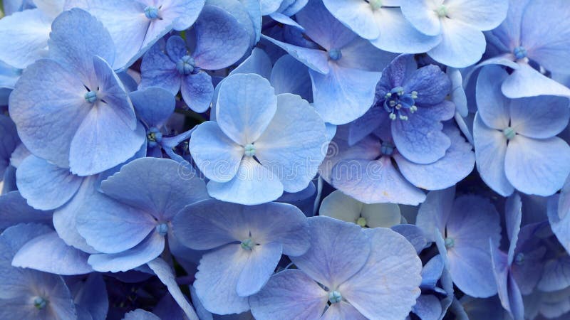Close Up of Beautiful Soft Blue Hydrangea,(Hydrangea Macrophylla ...