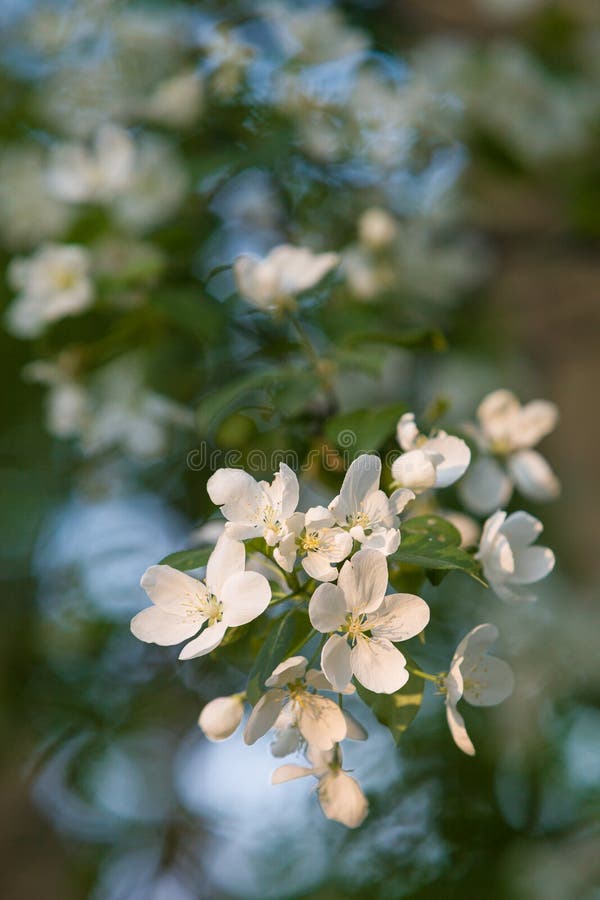 Close Up of Beautiful Spring Apple Blossoms in the Park.White Apple ...