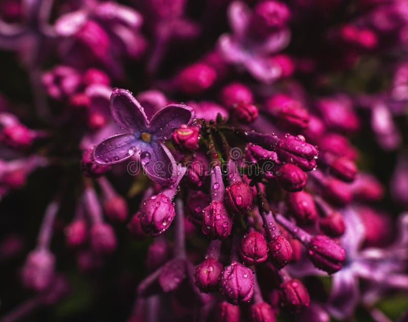 Close-up Beautiful Spring Lilac Flowers with Drops . Stock Image ...