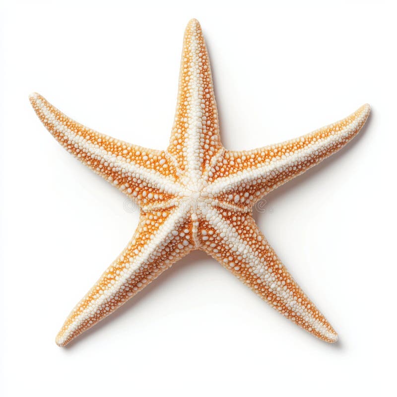 Close-up of a Beautiful Starfish Stock Photo - Image of wildlife ...