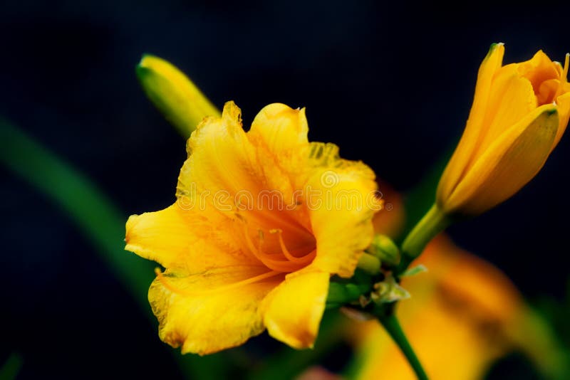 A Close Up of a Stella Daylily. Stock Image - Image of calm, blooming ...
