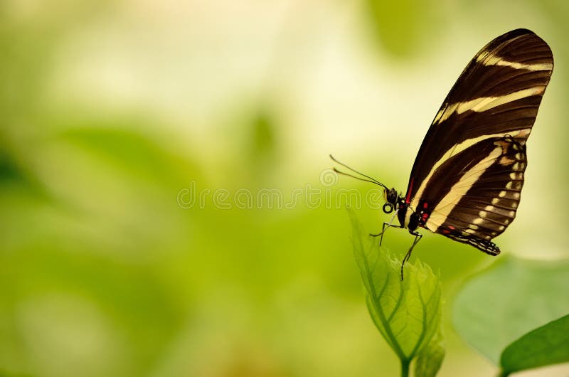 Close Up of a Beautiful Striped Butterfly Stock Photo - Image of green ...