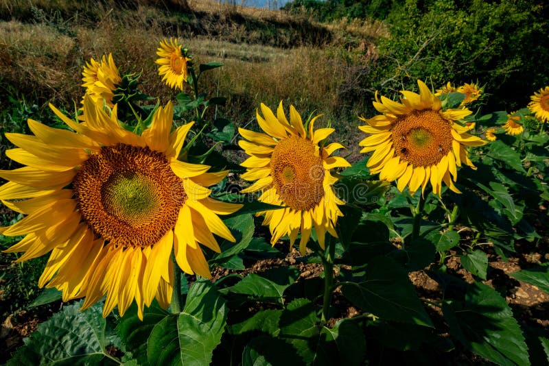 Close-up of a Beautiful Sunflower Flower in Summer Under the Sun Stock ...