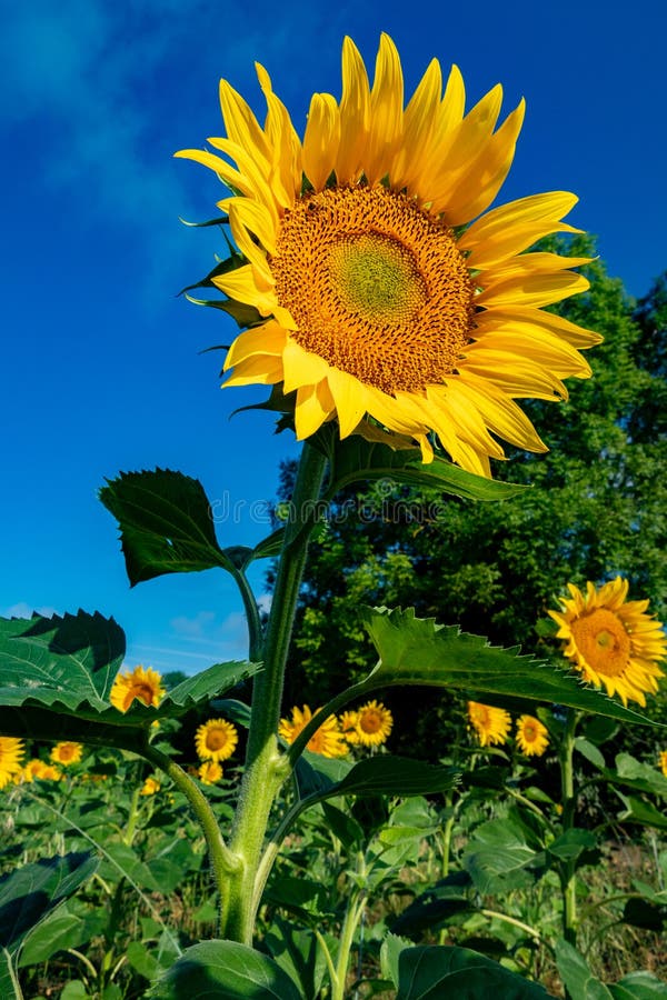 Close-up of a Beautiful Sunflower Flower in Summer Under the Sun Stock ...