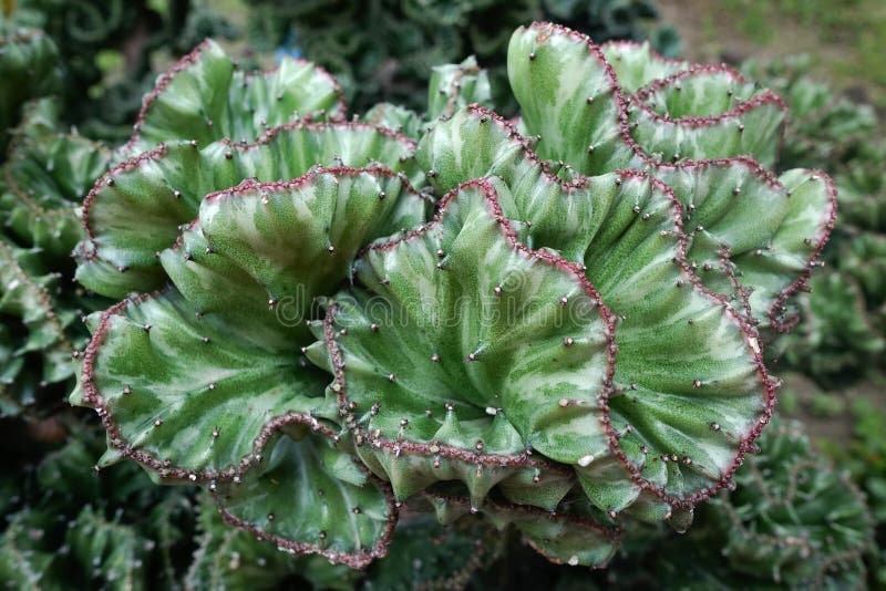 Thai Cactus in Park Nong Nuch Stock Photo - Image of fleshy, cacti ...