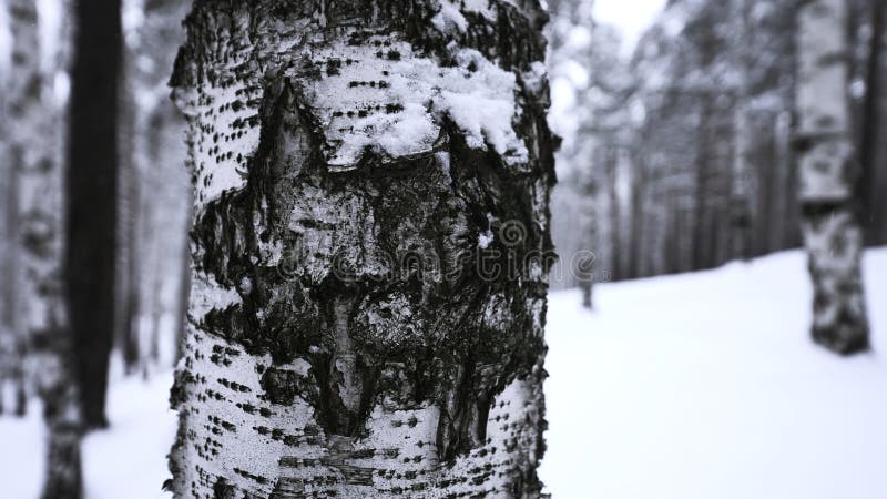 Close-up of Beautiful Tree Bark in Winter Forest. Media. Beautiful Tree ...