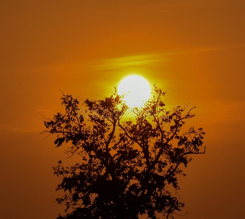 Close Up of a Beautiful Tree with the Sun in Evening Time Stock Photo ...