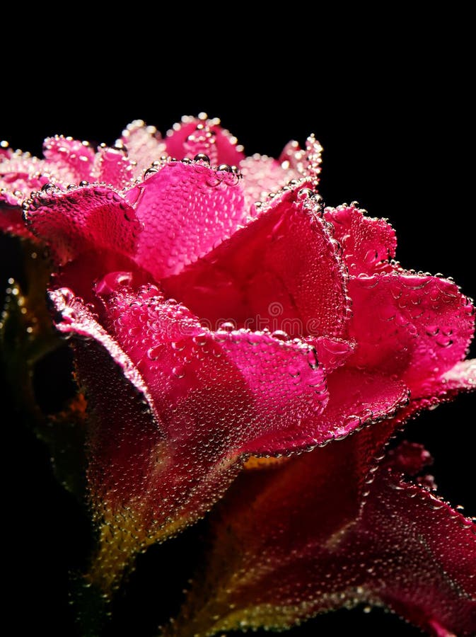 Close-up Beautiful Underwater Red Freesia Stock Photo - Image of ...