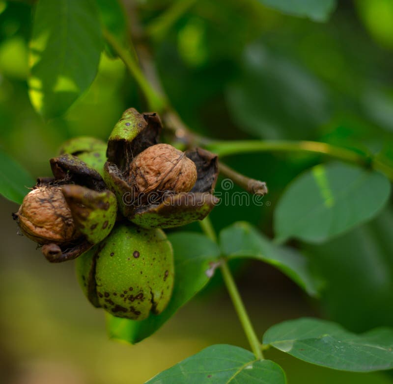 Walnuts on the tree. stock photo. Image of tree, regia - 126690058