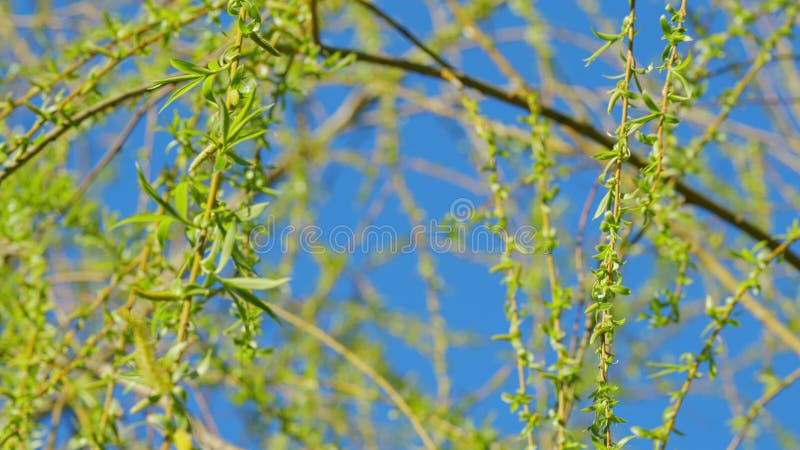 Beautiful Weeping Willow Flower. Weeping Willow Branches Stock Footage ...