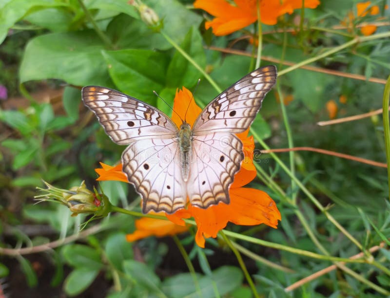 Close-up of a Beautiful White Butterfly with Open Wings Stock Photo ...