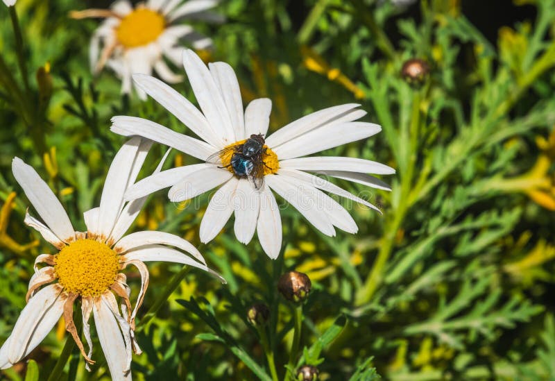 Close-up of Beautiful White Daisy with a Fly on it, Macro, Nature Stock ...
