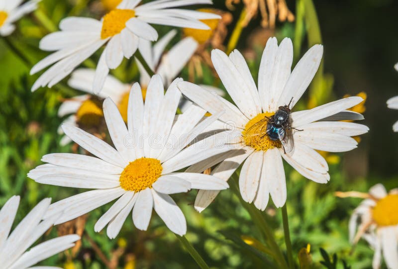 Close-up of Beautiful White Daisy with a Fly on it, Macro, Nature Stock ...