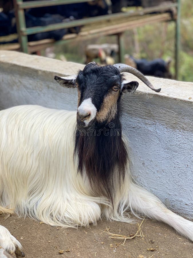 Close-up of Beautiful White Goats Stock Photo - Image of couple, field ...