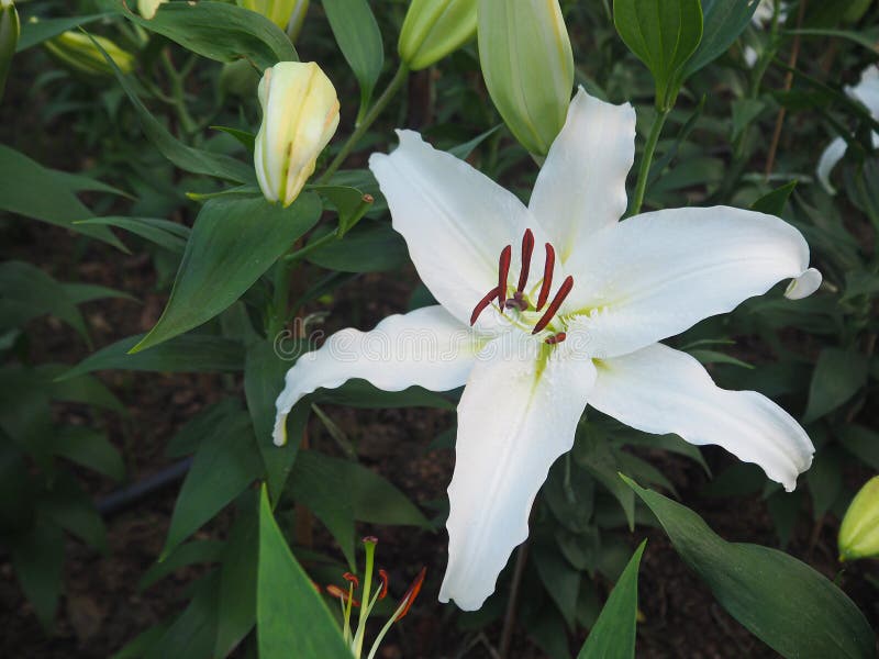 Close-up of Beautiful White Lily are Blooming in the Garden Stock Image ...