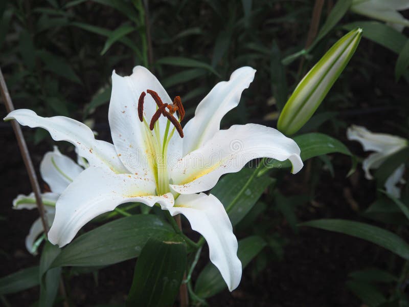Close-up of Beautiful White Lily are Blooming in the Garden Stock Photo ...