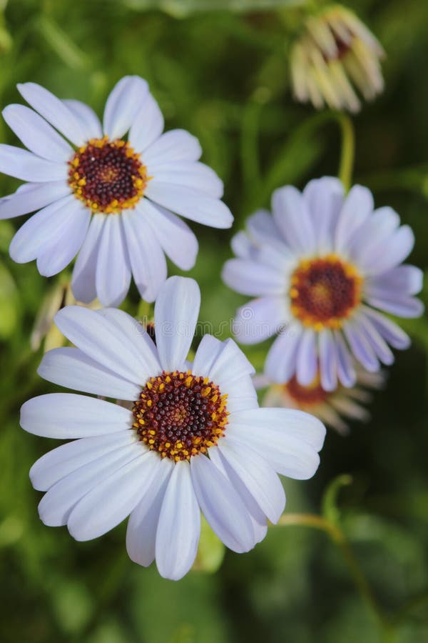 Beautiful White Swan River Daisy Stock Image - Image of detail ...