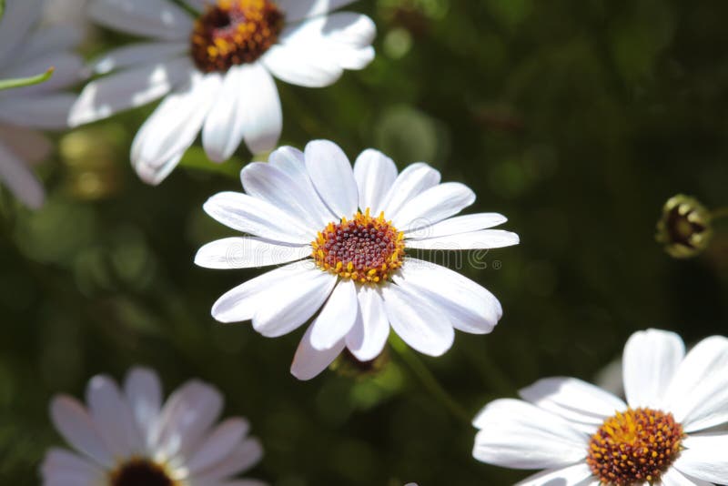 Close-up of a Beautiful White Swan River Daisy Stock Image - Image of ...