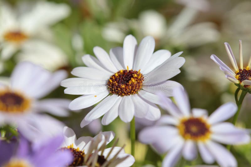 Close-up of a Beautiful White Swan River Daisy Stock Photo - Image of ...