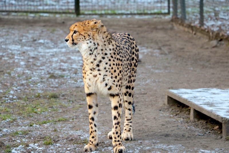 Close-up of a Beautiful Wild Cat - Leopard. Stock Photo - Image of wild ...