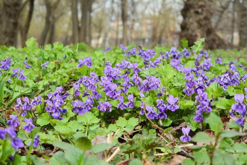 Beautiful Wild Violets Flowers Stock Image - Image of wild, blossom ...